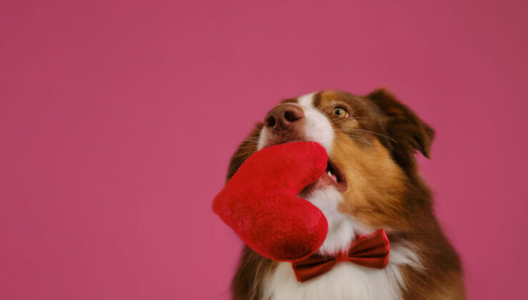 Dog Names Starting With H (500+ Amazing Picks!) – Top Dog Tips
