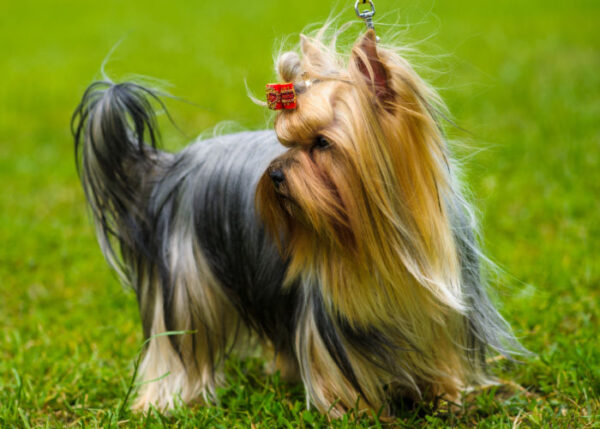Dog Names Starting With Q – Top Dog Tips