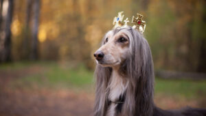 Dog Names Starting With Q – Top Dog Tips
