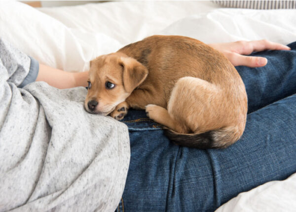 Why Do Dogs Smell the Crotch Area? – Top Dog Tips