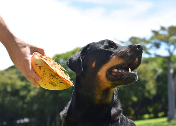 Can Dogs Eat Coconut? 5 Health Benefits for Your Pooch – Top Dog Tips