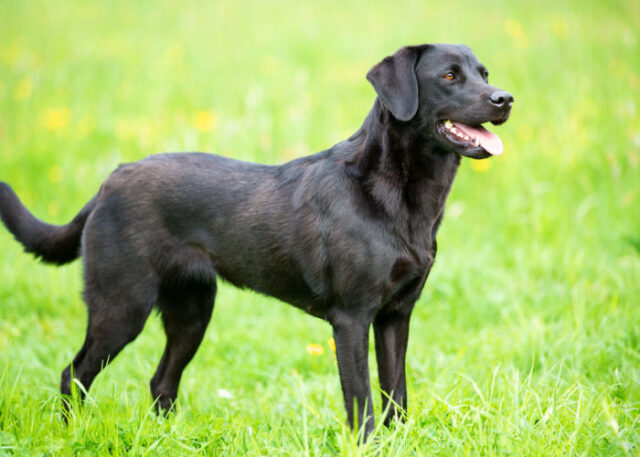Labrastaff Dog Breed Profile (Labrador & Staffy Mix) – Top Dog Tips