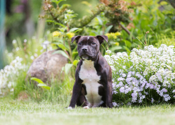 Labrastaff Dog Breed Profile (Labrador & Staffy Mix) – Top Dog Tips