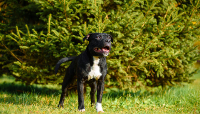 Labrastaff Dog Breed Profile (Labrador & Staffy Mix) – Top Dog Tips