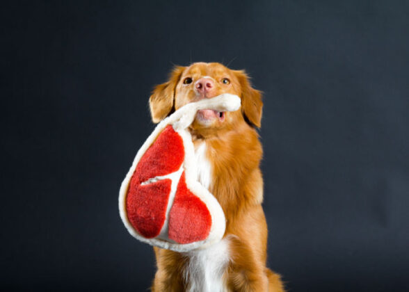 210+ Dog Names Starting With J – Top Dog Tips