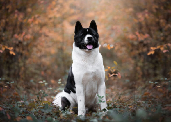 Akita Breed Price: Everything You Need to Know – Top Dog Tips