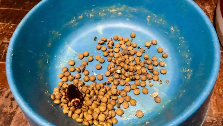 What Should I Do If My Dog Ate A Cockroach? – Top Dog Tips