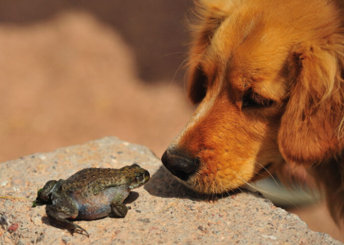 My Dog Ate A Frog Do This Immediately Top Dog Tips