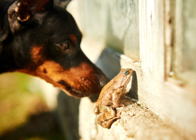 My Dog Ate A Frog: Do This Immediately! – Top Dog Tips