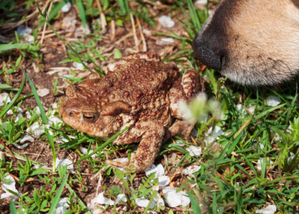 My Dog Ate A Frog: Do This Immediately! – Top Dog Tips