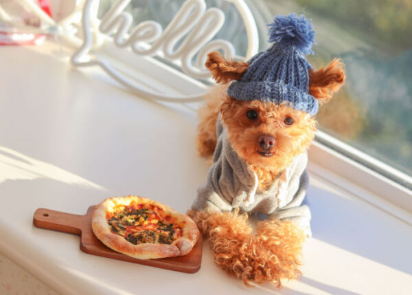Dog Names Starting With P – Top Dog Tips