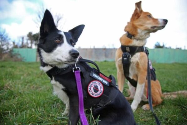Real-Life Dog Detectives Help Nearly 100 Lost and Stolen Dogs Reunite ...