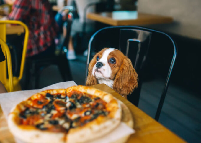 Dog Names Starting With P – Top Dog Tips