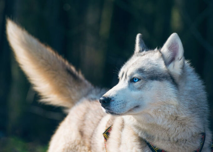 280+ Dog Names Starting With Z – Top Dog Tips