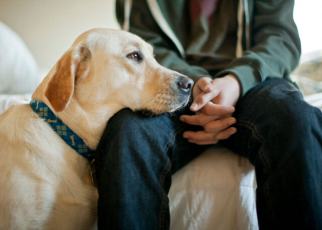 Why Do Dogs Smell the Crotch Area? – Top Dog Tips