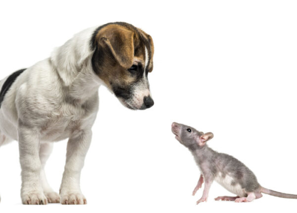 My Dog Ate a Rat: What Should I Do? – Top Dog Tips
