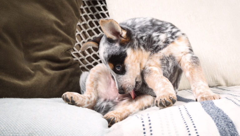 Home Remedies for Paraphimosis in Dogs: 7 Simple Steps