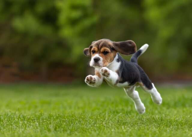 200+ Unique Dog Names Starting With U
