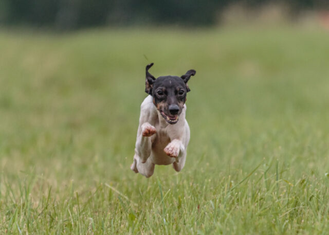 Top 10 Japanese Dog Breeds Everyone Adores – Top Dog Tips