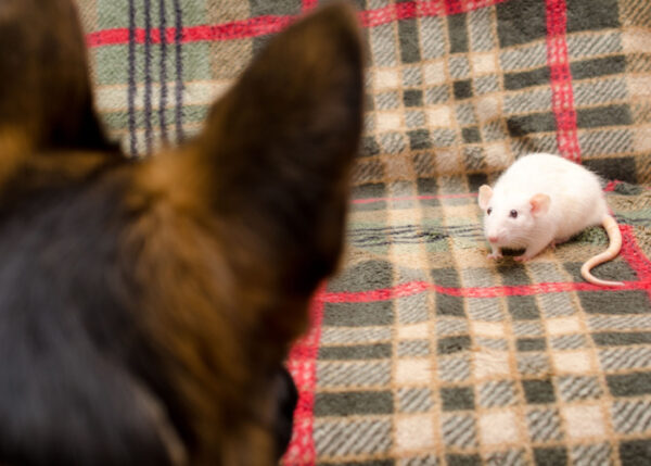 My Dog Ate a Rat: What Should I Do? – Top Dog Tips