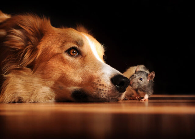 My Dog Ate a Rat: What Should I Do? – Top Dog Tips