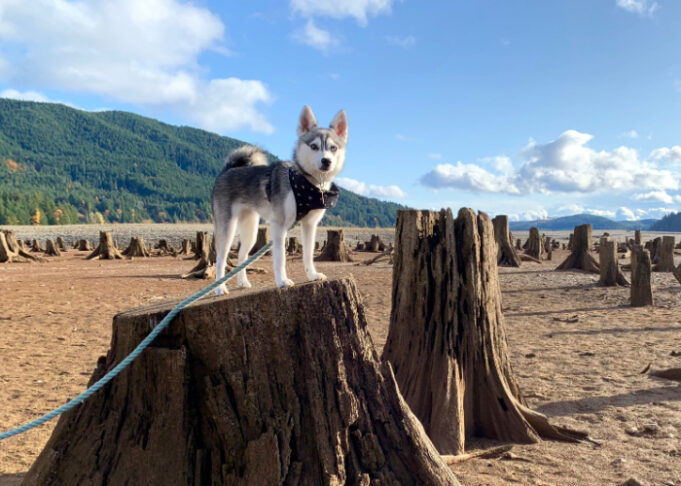 Alaskan Klee Kai Breed Price: Everything You Need to Know – Top Dog Tips