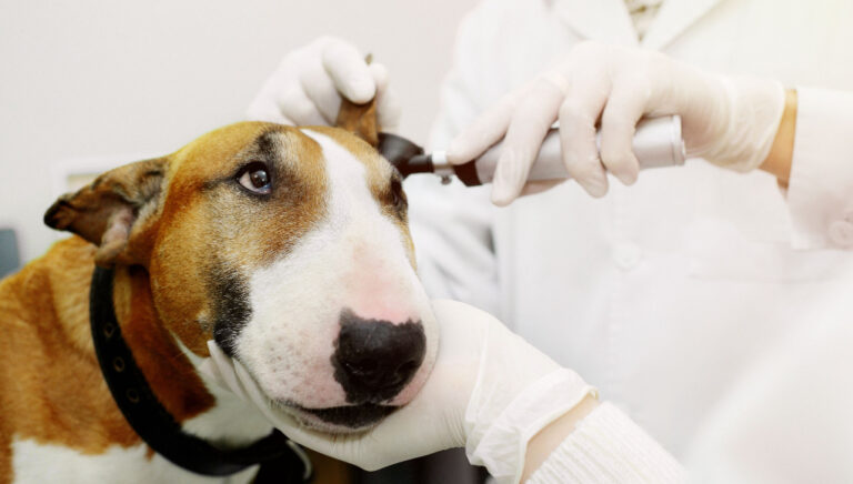 Deaf Dog Hearing Aids: 7 Tips to Help Your Deaf Dog