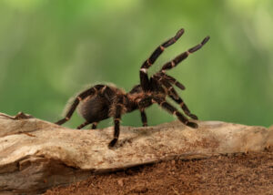 My Dog Ate a Spider: Should I Be Worried? – Top Dog Tips