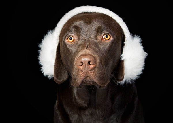 Deaf Dog Hearing Aids: 7 Tips to Help Your Deaf Dog