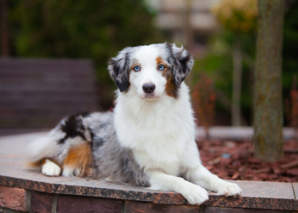 Miniature American Shepherd Dog Breed Profile – Top Dog Tips