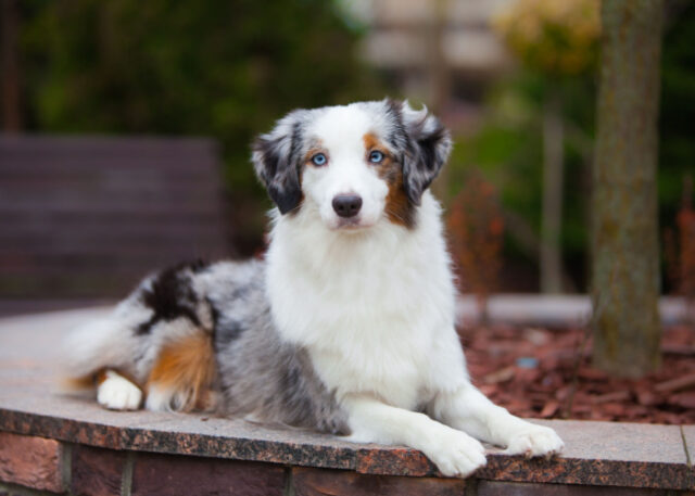 Miniature American Shepherd Dog Breed Profile – Top Dog Tips
