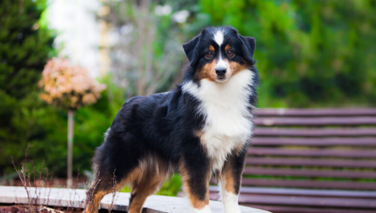 Miniature American Shepherd Dog Breed Profile – Top Dog Tips