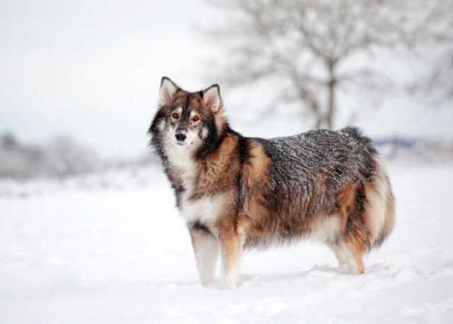 Utonagan Dog Breed Profile (Malamute, Husky, & Alsatian Mix)