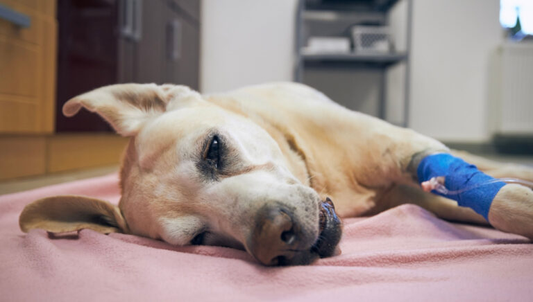 Understanding Myeloma (Bone Marrow Cancer) In Dogs