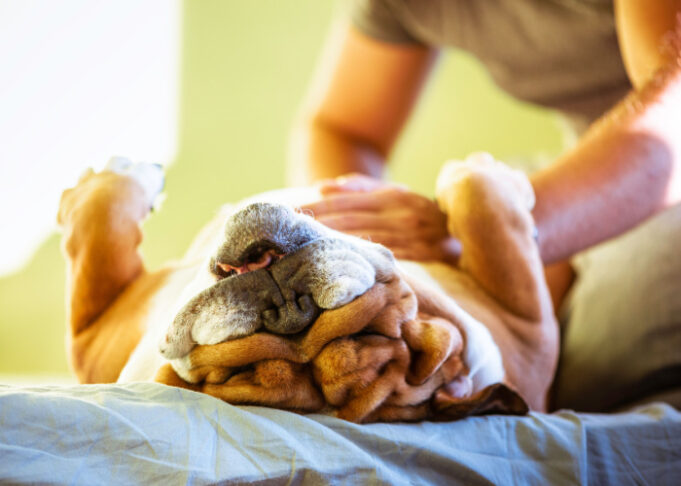Home Remedies for Paraphimosis in Dogs: 7 Simple Steps