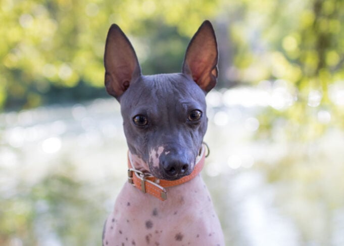 Top 31 Friendly & Stubborn Spotted Dog Breeds