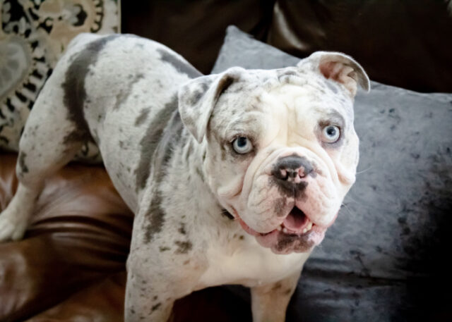 Top 31 Friendly & Stubborn Spotted Dog Breeds