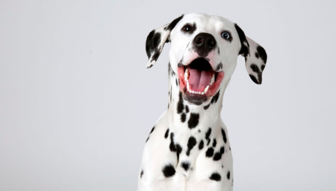 Top 31 Friendly & Stubborn Spotted Dog Breeds