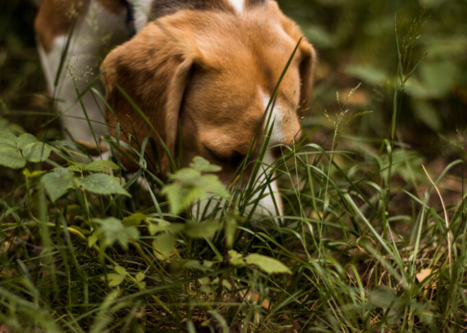 Why Do Dogs Roll in the Grass? Here's 5 Reasons Why