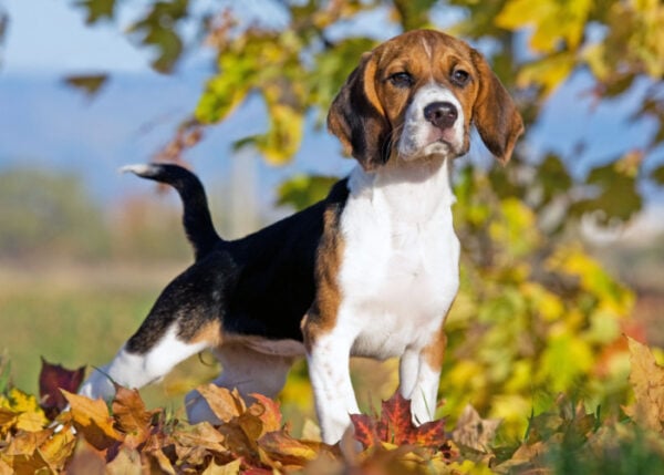 25 Most Affordable Low-Cost Dog Breeds That Anyone Can Adopt