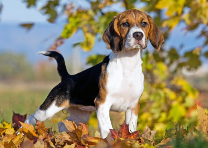 25 Most Affordable Low-Cost Dog Breeds That Anyone Can Adopt