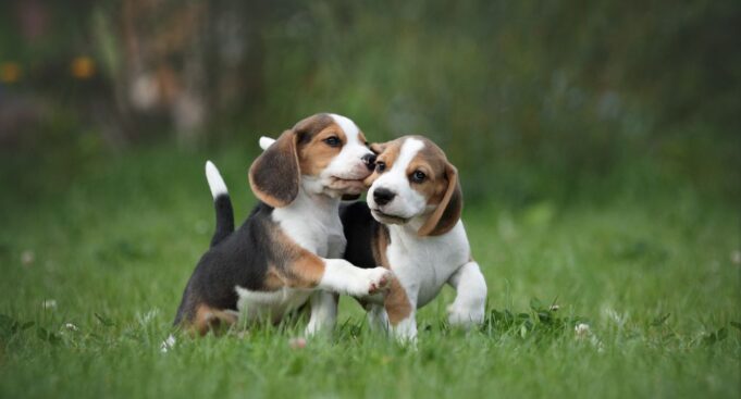 Beagle Price: How Much Does The Breed Cost? (2023)