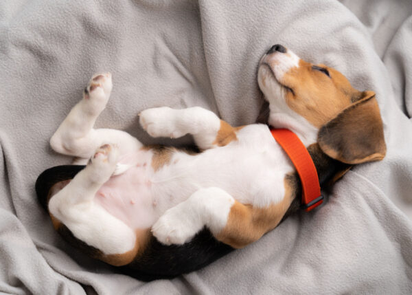 Beagle Price: How Much Does The Breed Cost? (2023)
