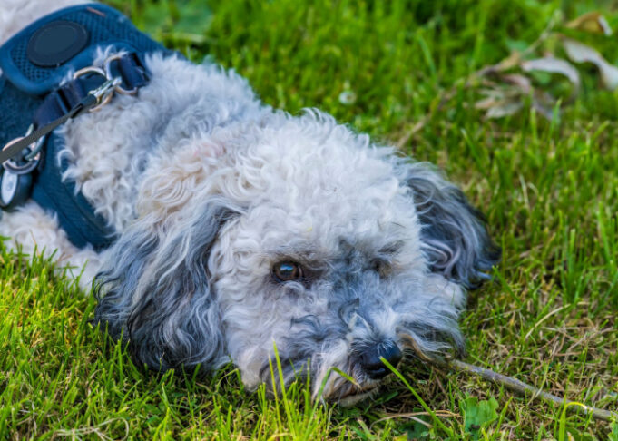Poochon Dog Breed Profile (Toy Poodle & Bichon Frise Mix)