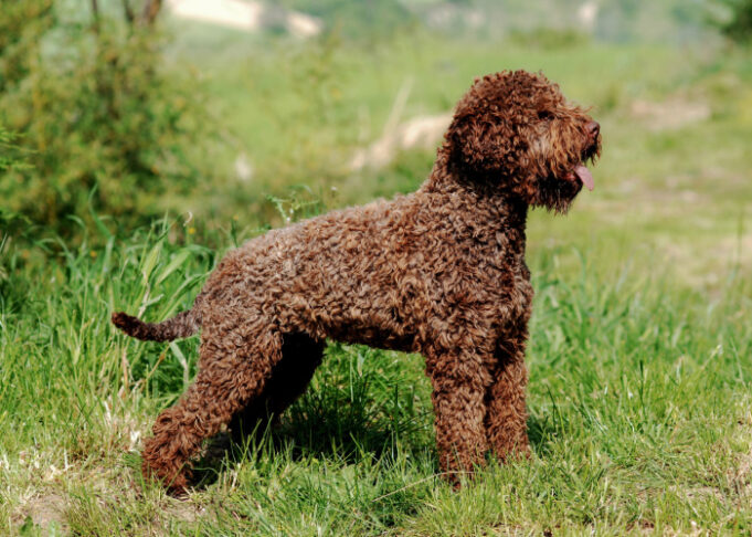 21 Popular Brown Dog Breeds