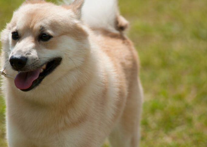 Norwegian Buhund Dog Breed Profile – Top Dog Tips