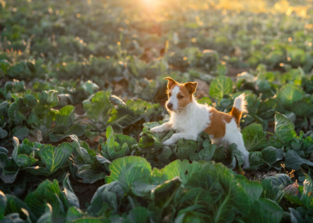 Can Dogs Eat Cabbage? Benefits and Risks of Cabbage