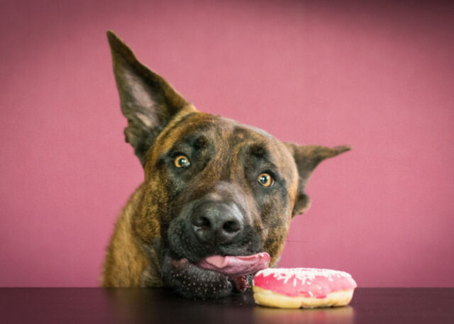 Can Dogs Eat Donuts? 6 Harmful Varieties + Risks