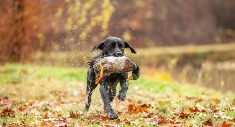 Can Dogs Eat Duck? 6 Awesome Benefits of Duck for Dogs
