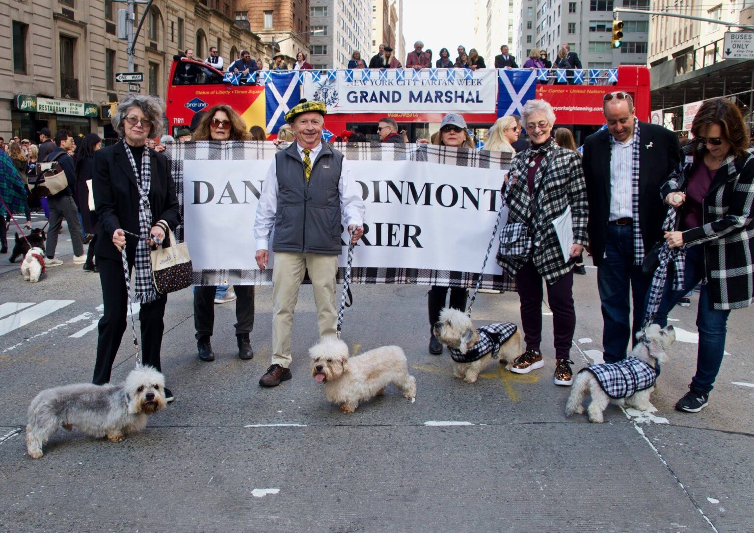 Dandie Dinmont Terrier Breed Profile – Top Dog Tips